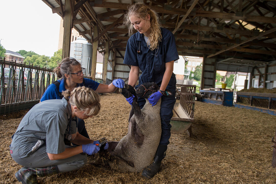 Growing Minnesota’s ranks of food-animal veterinarians | Brief