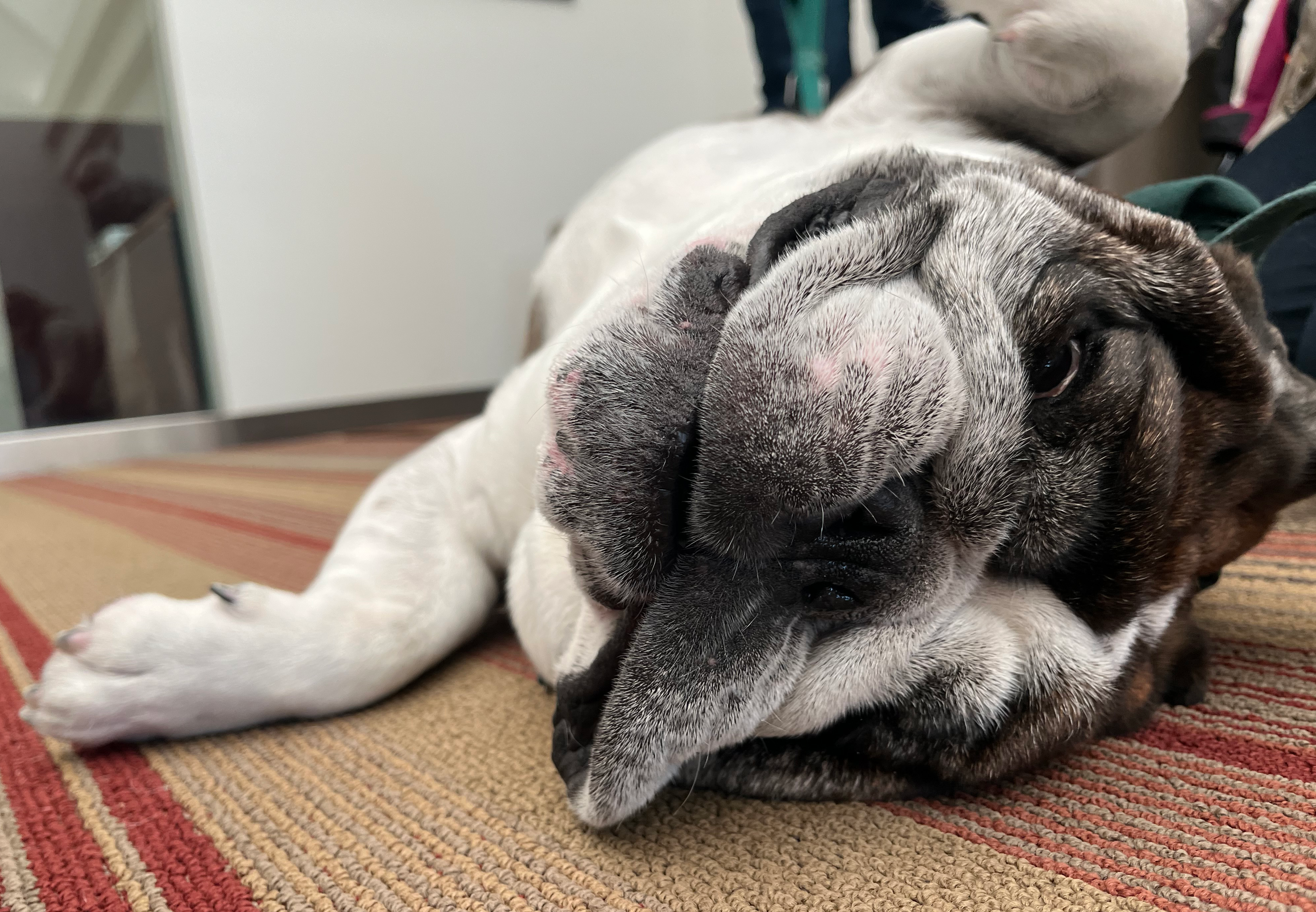 Meet the staff and dogs improving student mental health | Brief